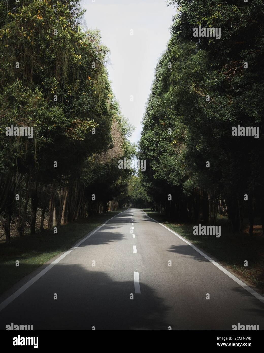 Nature Leading Line Stock Photo - Alamy