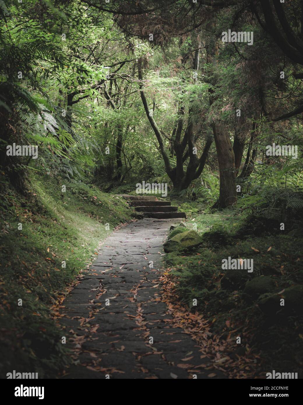 Natures pathway hi-res stock photography and images - Alamy