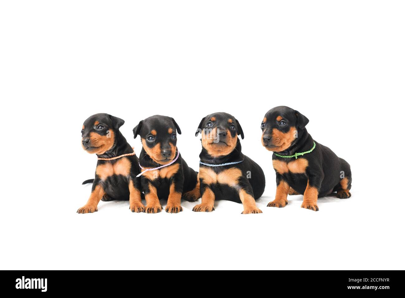 Four miniature pinscher puppies on a white background. Puppies look at ...