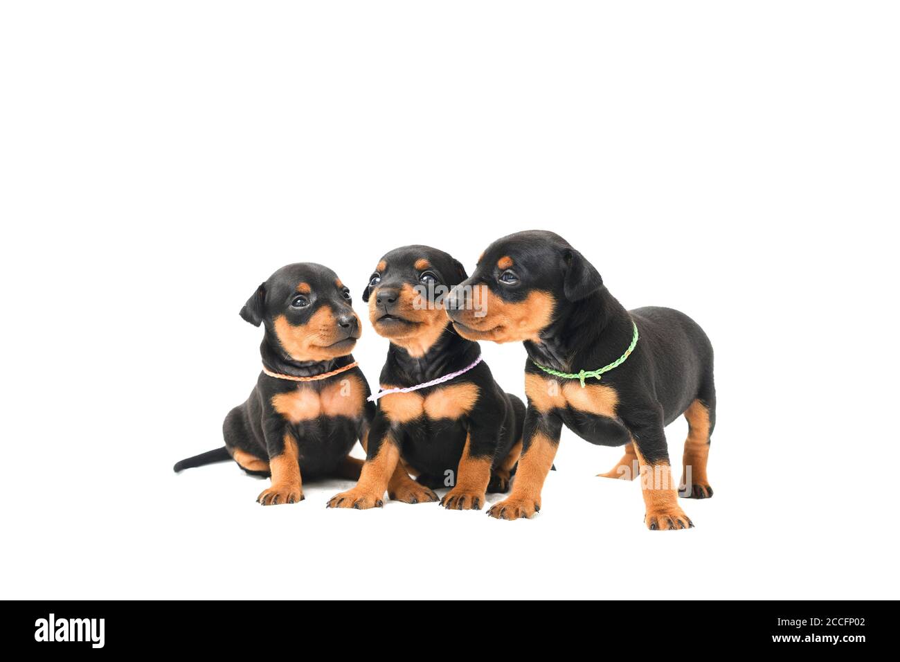 Three miniature pinscher puppies on a white background Stock Photo - Alamy