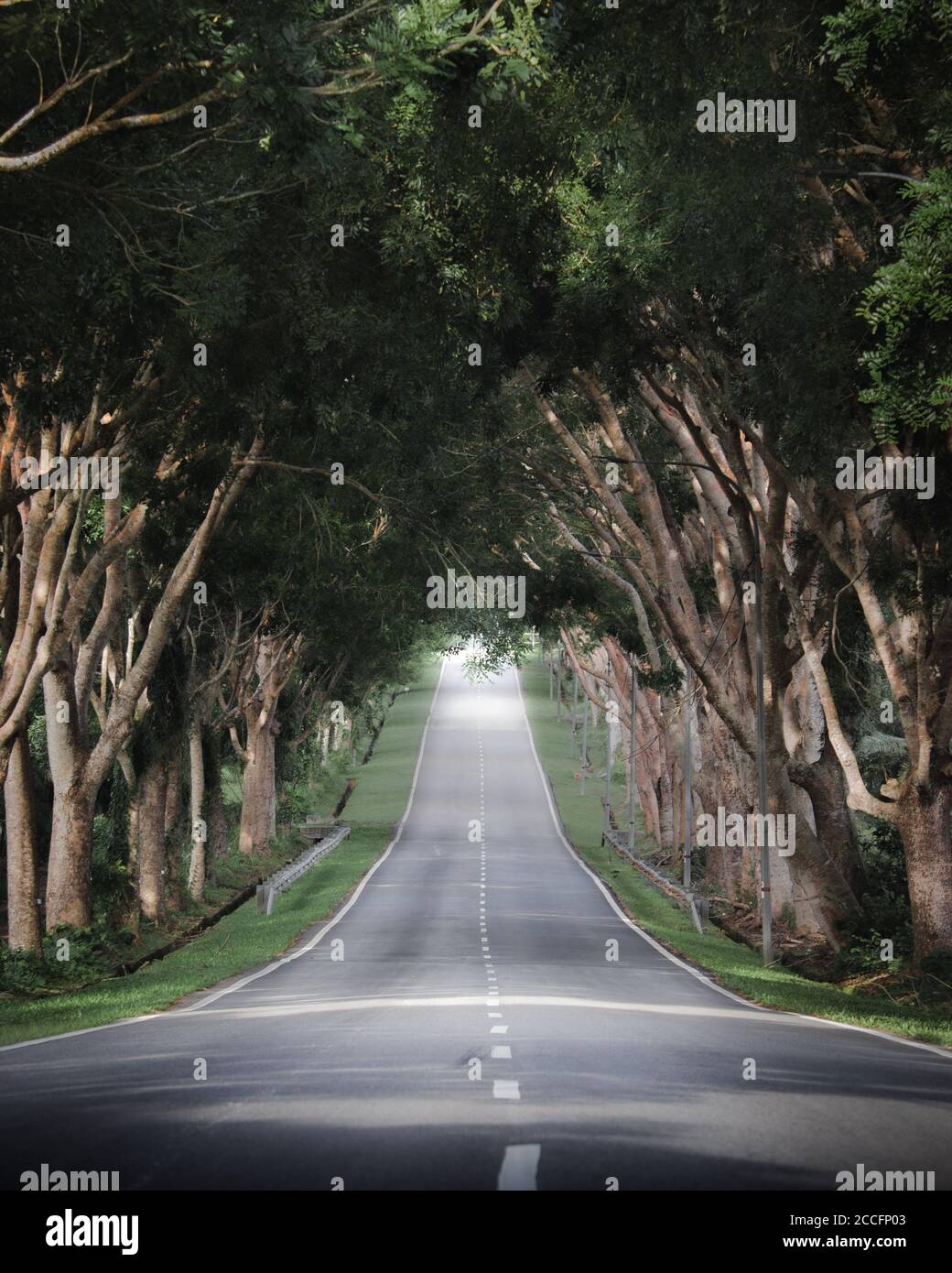 Scenic pathway leading tree hi-res stock photography and images - Alamy