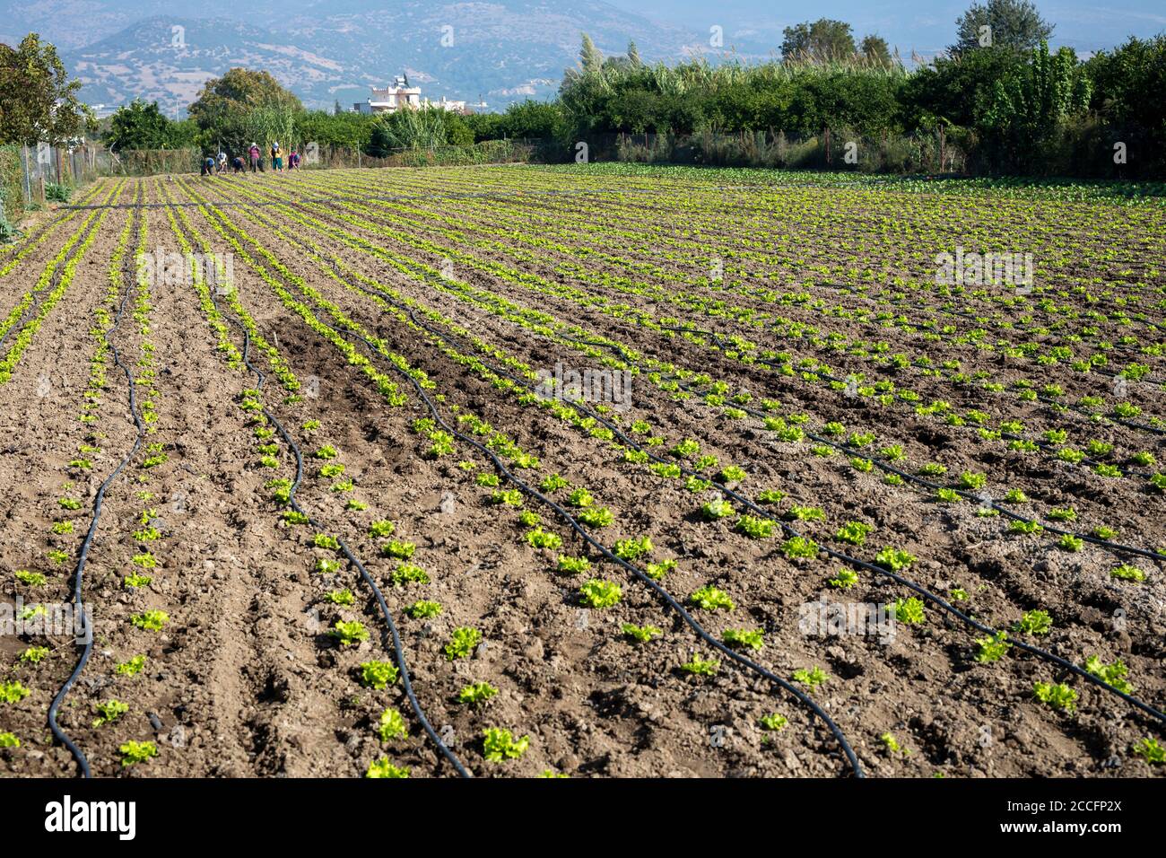 vegetable rows. farming and agriculture concept Stock Photo - Alamy
