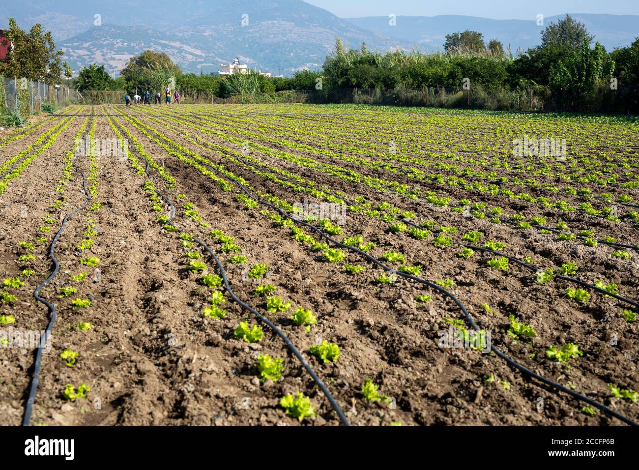 vegetable rows. farming and agriculture concept Stock Photo - Alamy