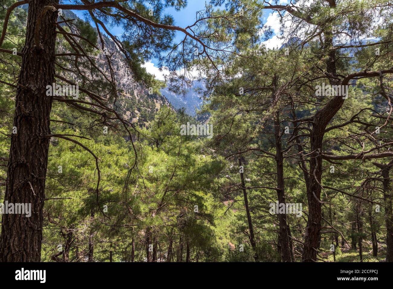 Coniferous forest descending into the Samaria Gorge, West Crete, Greece ...