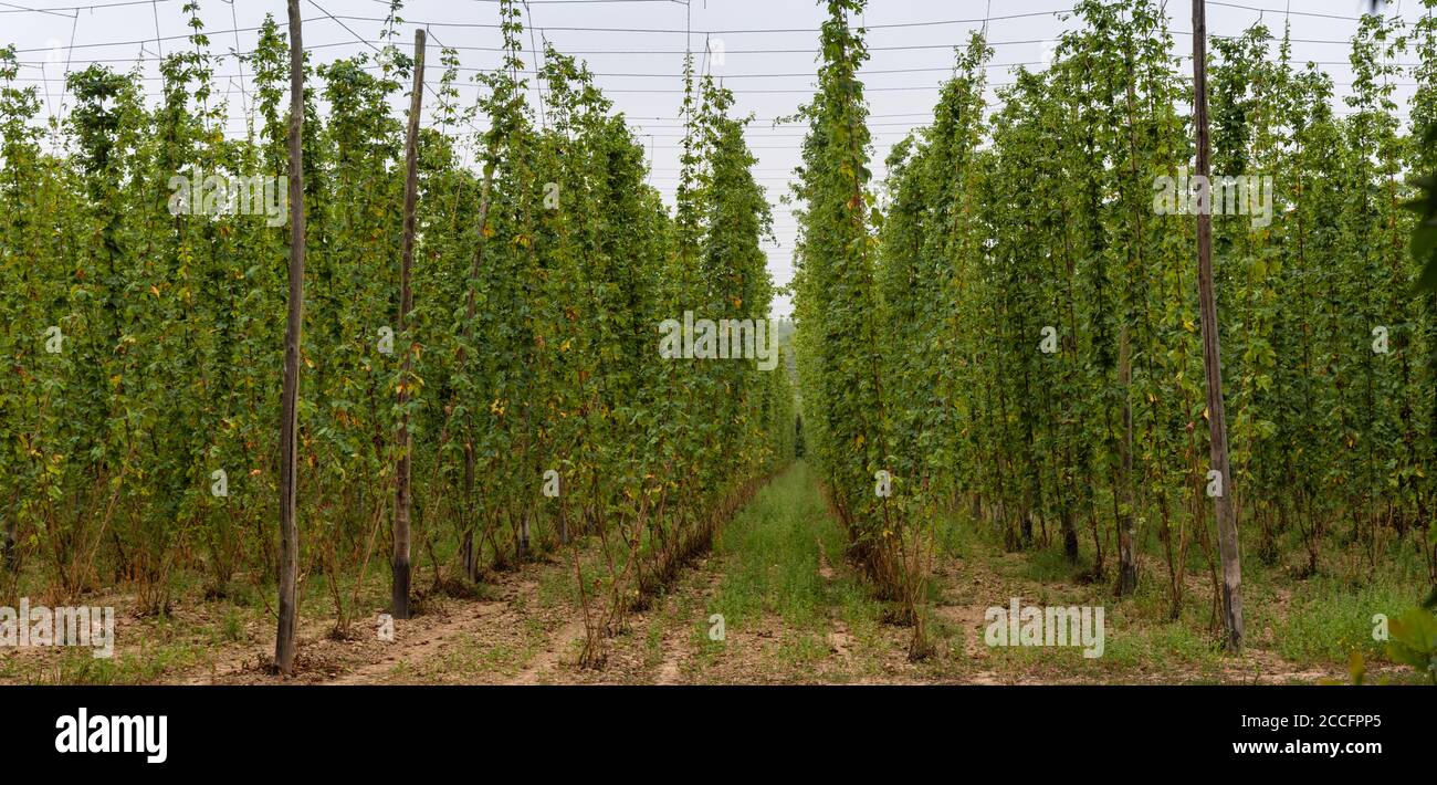 A kent Hop garden panorama Stock Photo - Alamy