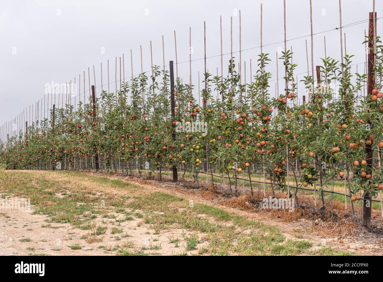 Young apple trees in an orchard Stock Photo - Alamy