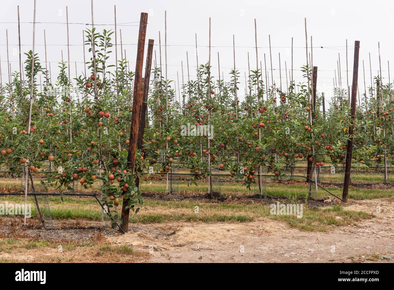 Young apple trees in an orchard Stock Photo - Alamy