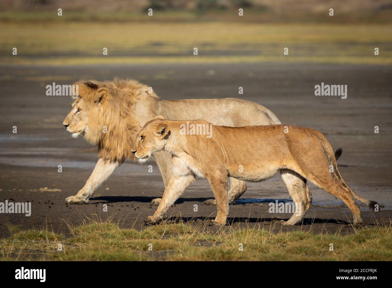 Male And Female Lions Together