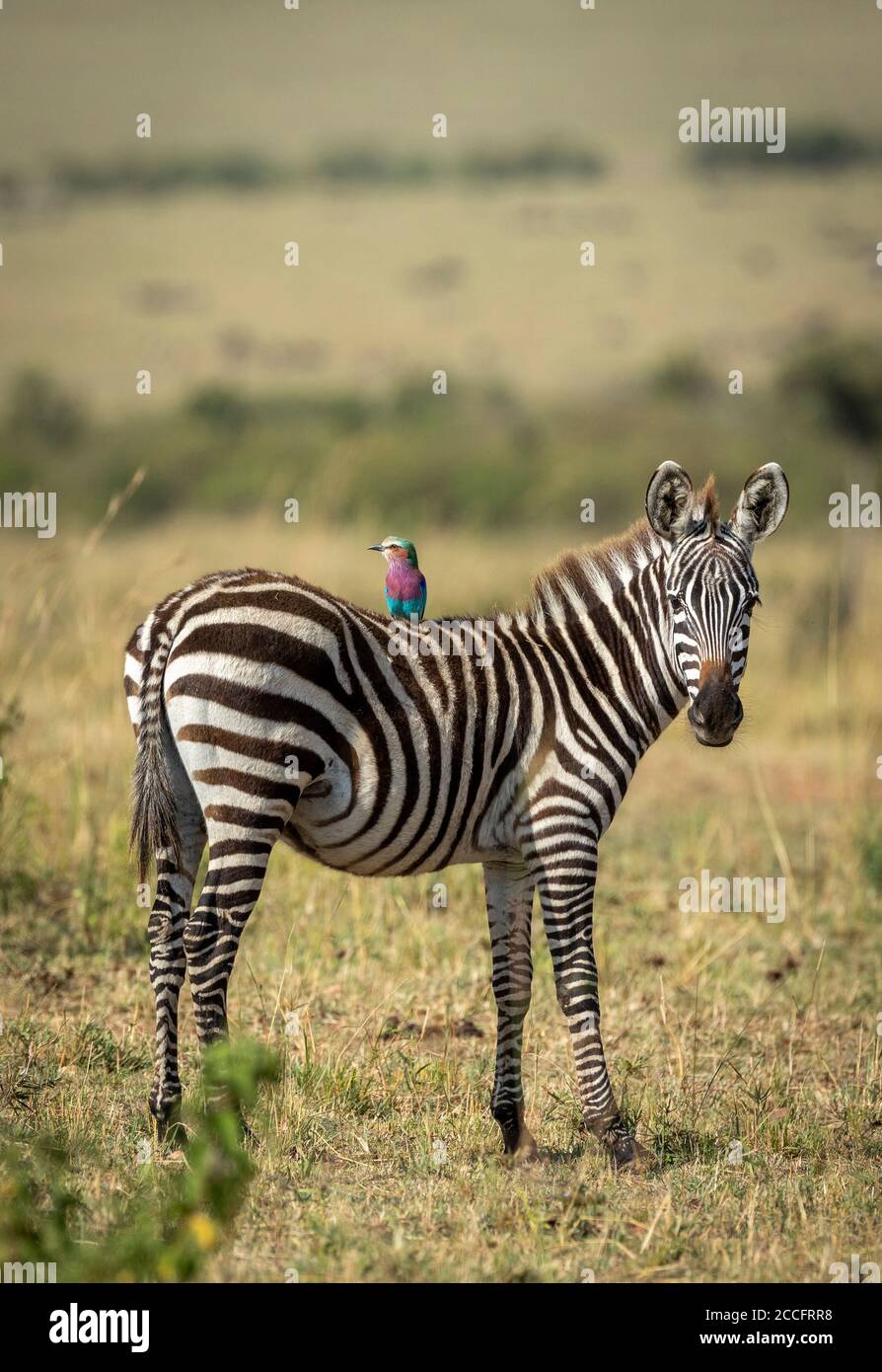 Zebra head side on hi-res stock photography and images - Alamy