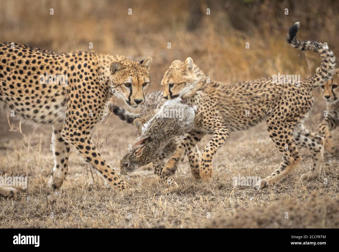 Cheetah chasing rabbit hi-res stock photography and images - Alamy