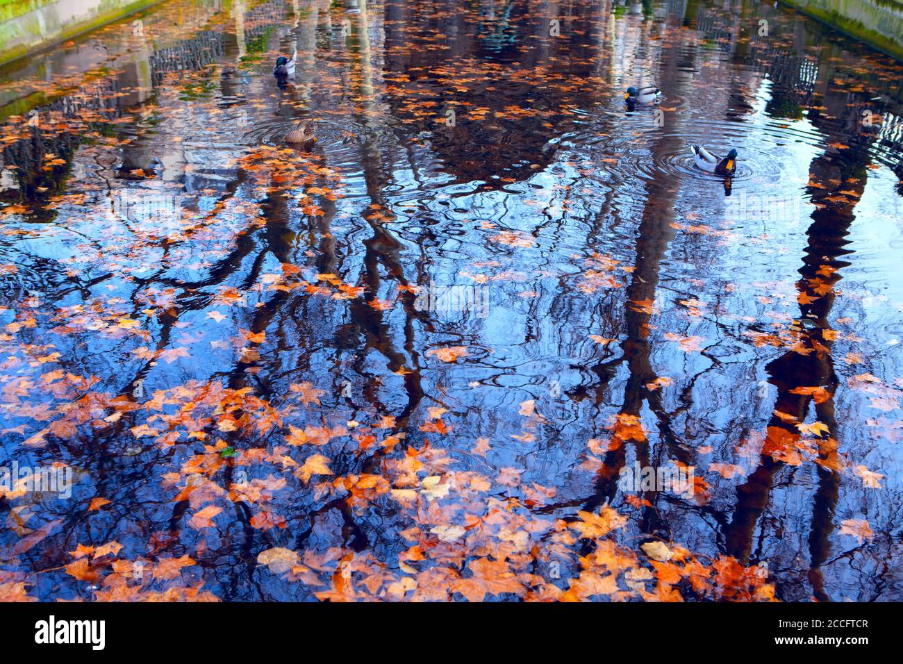 Autumn Leaves on Water Surface . Park in the fall season Stock Photo ...