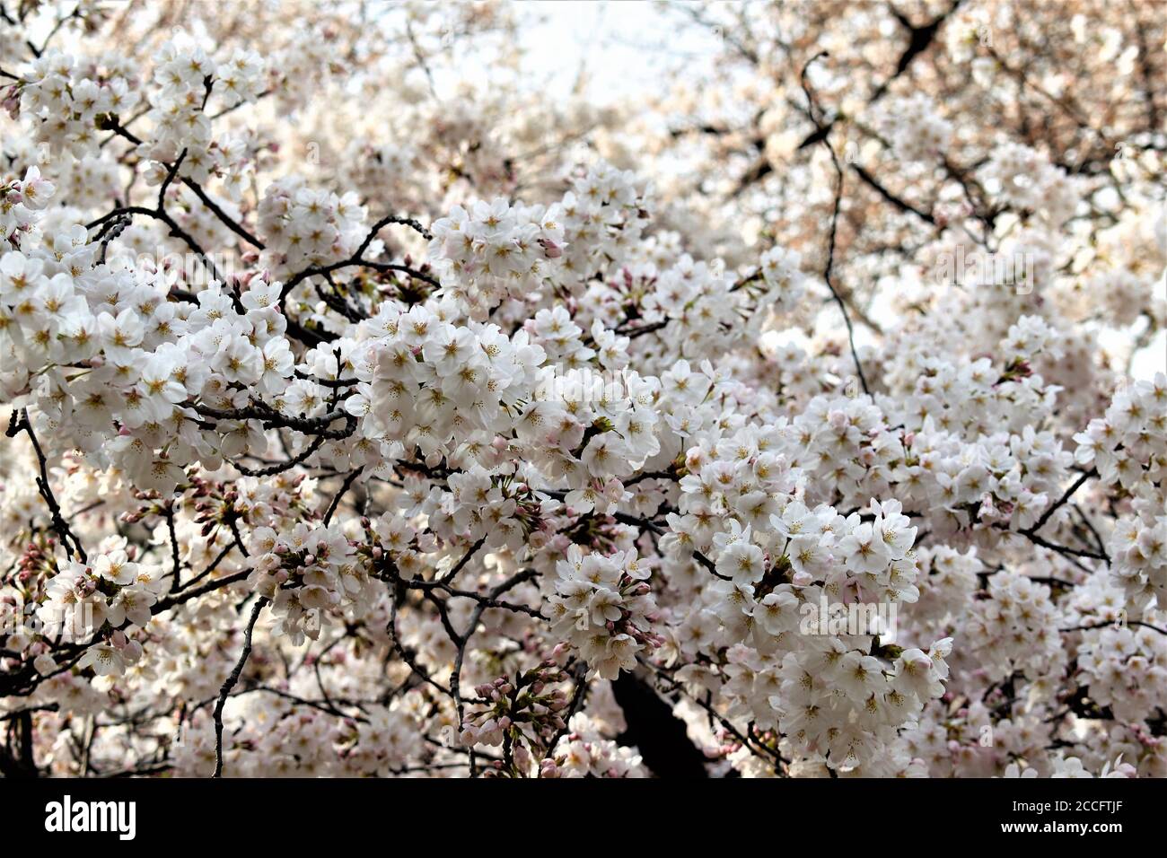 White sakura flowers hi-res stock photography and images - Alamy