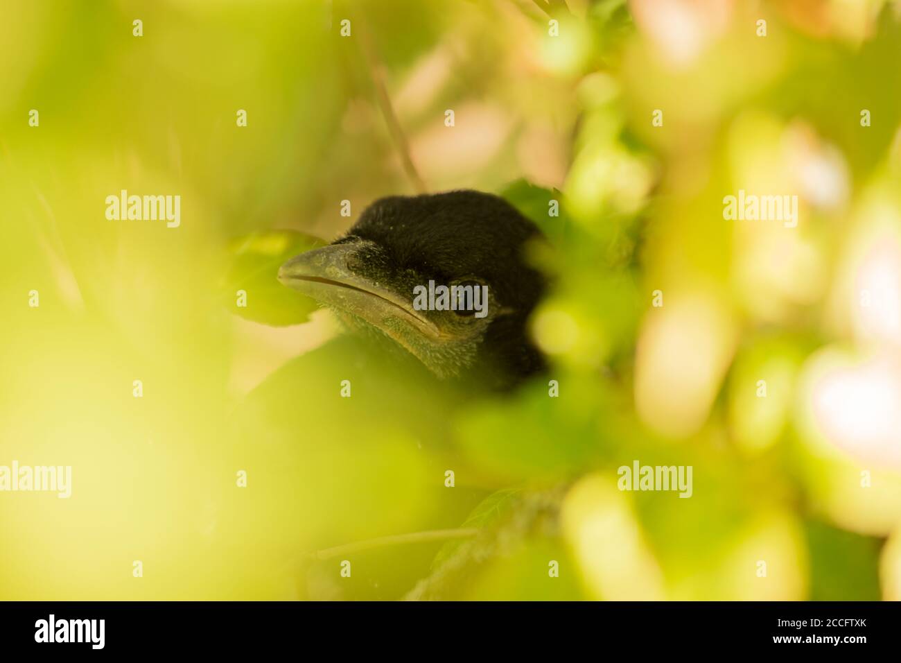 Baby magpie hi-res stock photography and images - Alamy