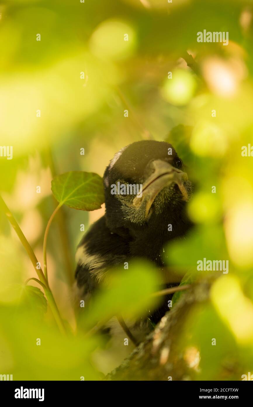 Baby magpie hi-res stock photography and images - Alamy