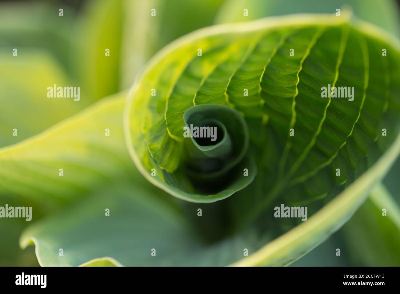 Young rolled up leaf, Hosta, natural outdoor setting Stock Photo - Alamy