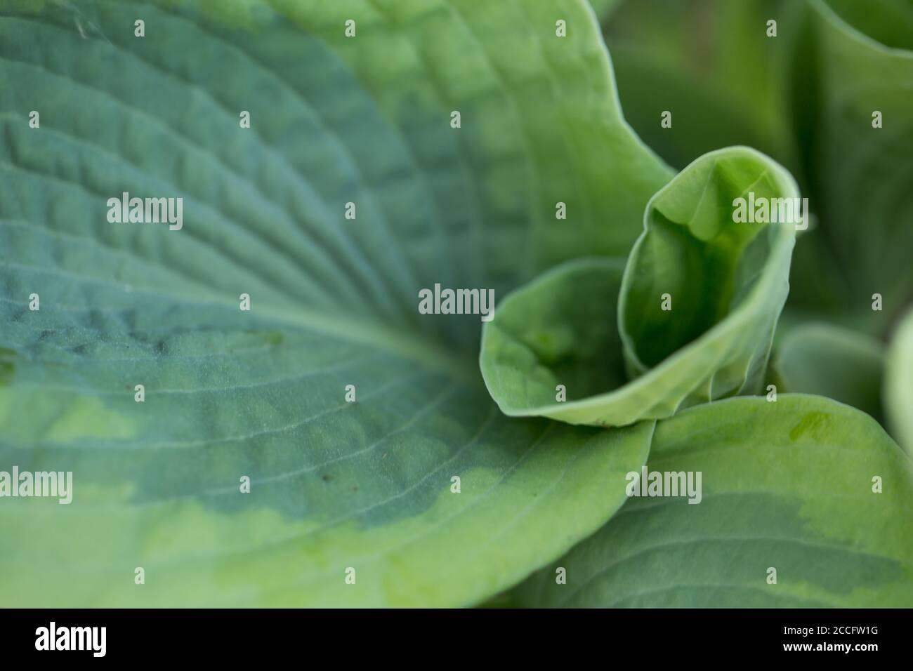 Young hosta plant hi-res stock photography and images - Alamy