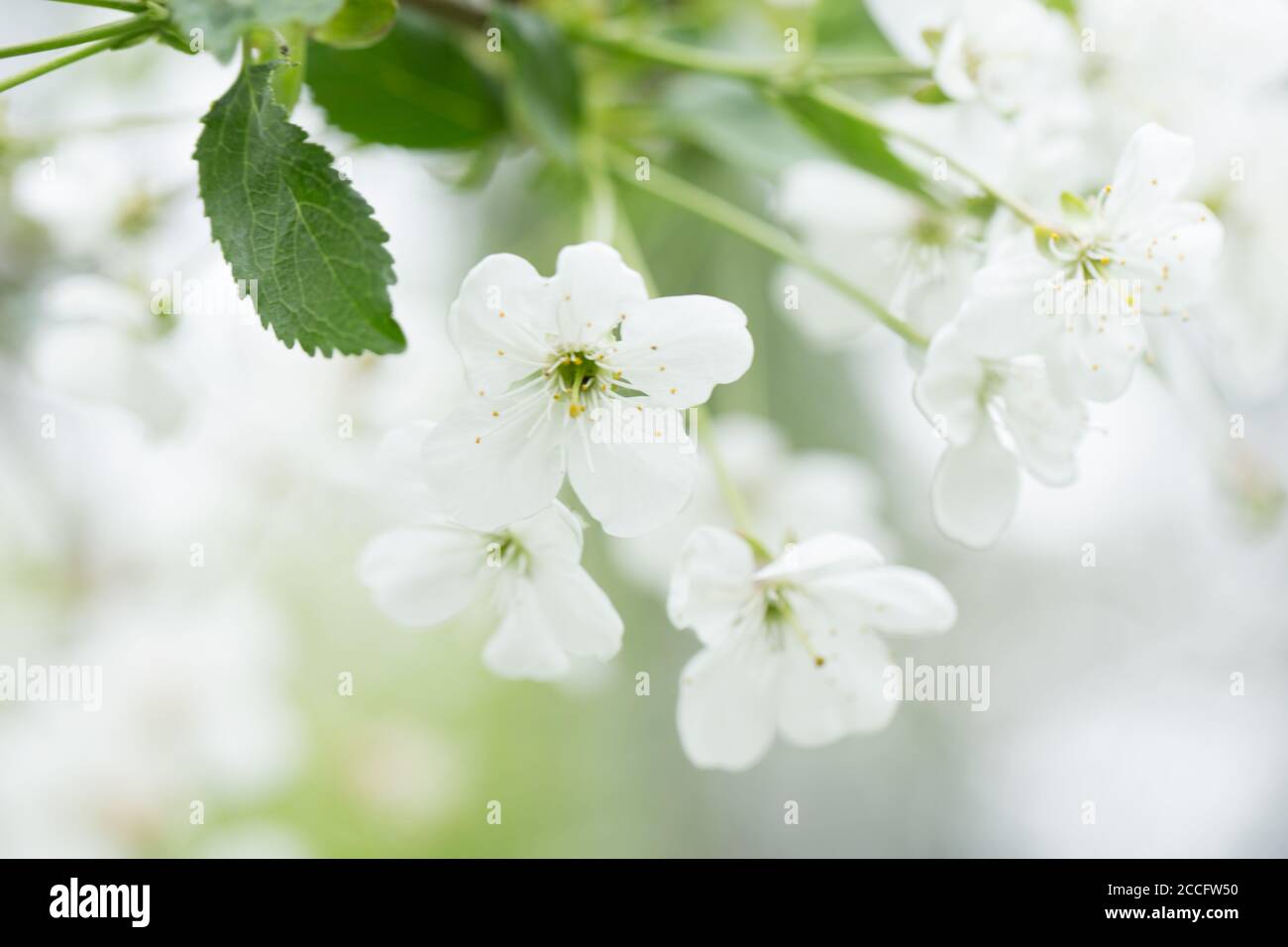 Bright background hi-res stock photography and images - Alamy