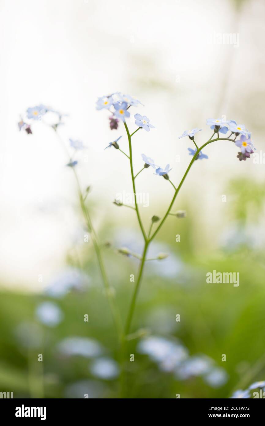 Forget-me-not in a natural setting, light background Stock Photo - Alamy