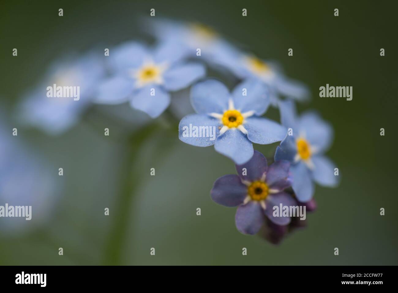 Forget-me-not close-up in a natural setting, blurred background Stock ...