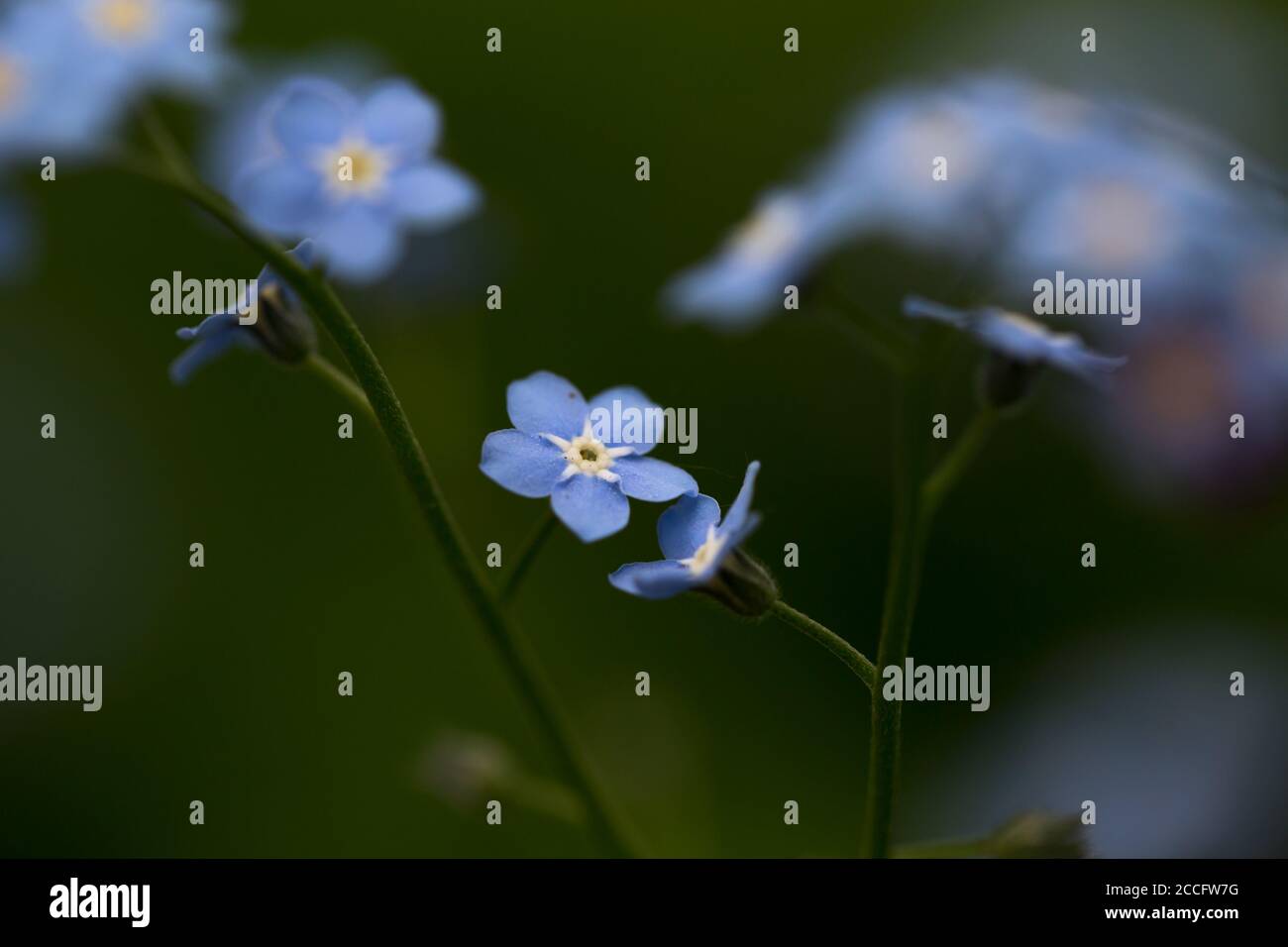 Forget-me-not close-up in a natural setting, beautiful blurred ...