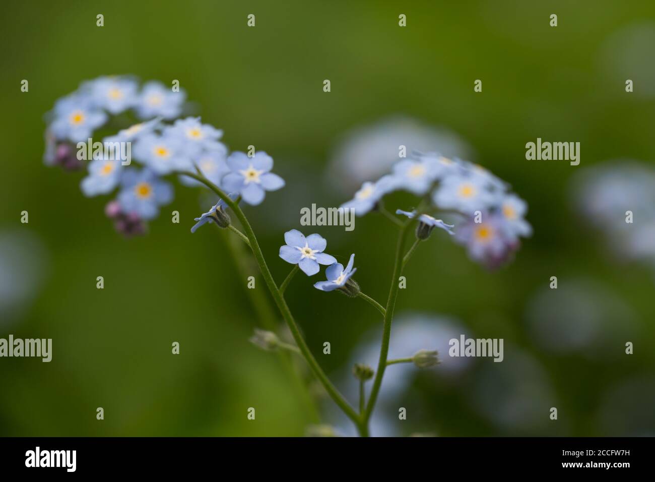 Forget-me-not close-up in a natural setting, green background Stock ...