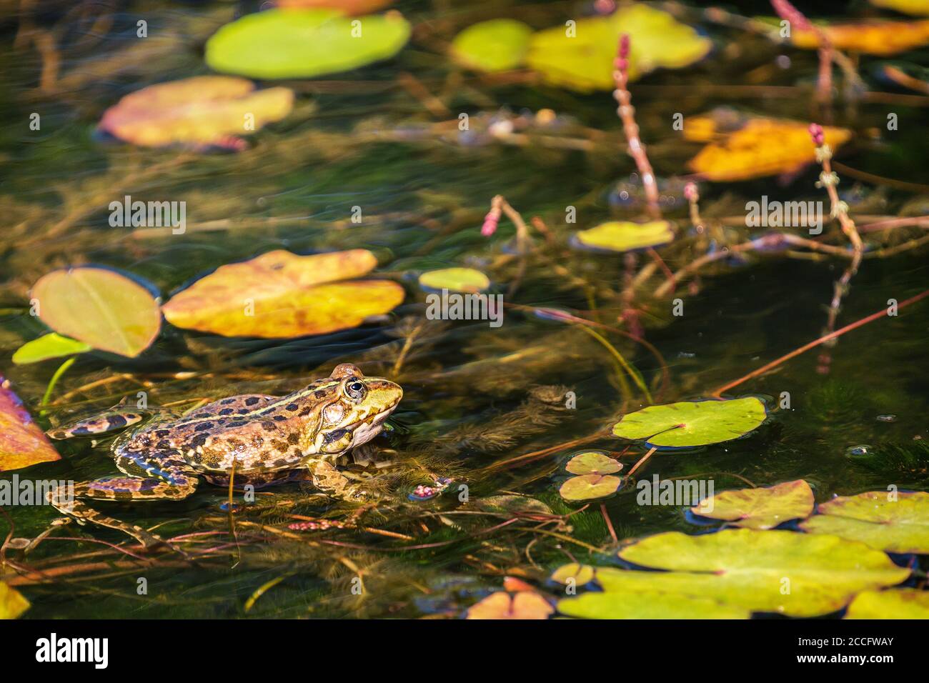 Green frog (Pelophylax) in a pond in The Netherlands in the spring ...