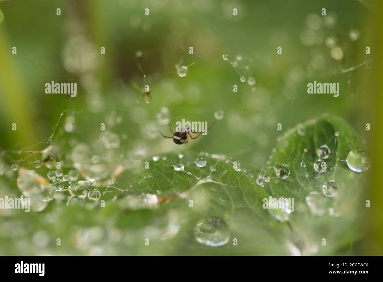 Close-up of spider and raindrops on a spider web, green natural blurred ...