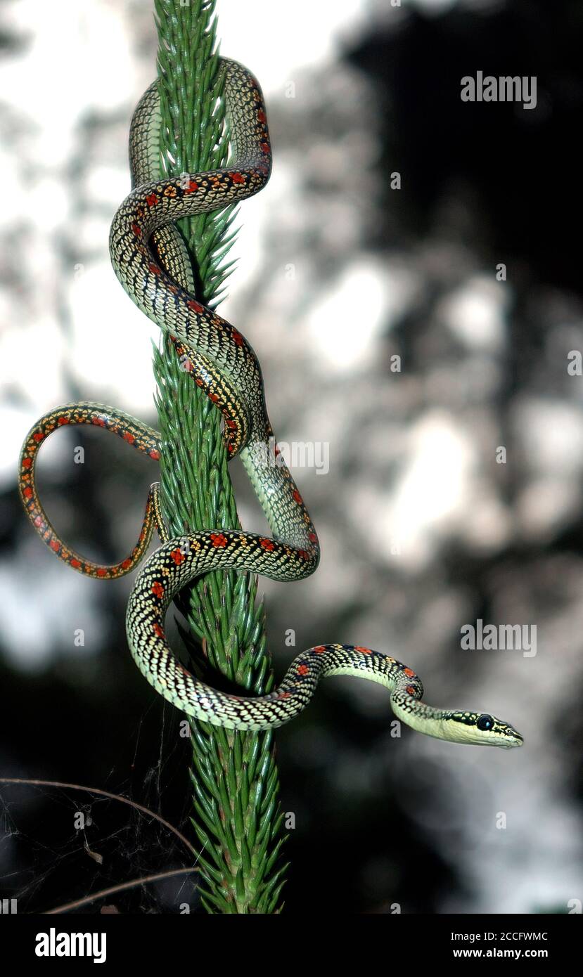 Flying snake of india hi-res stock photography and images - Alamy