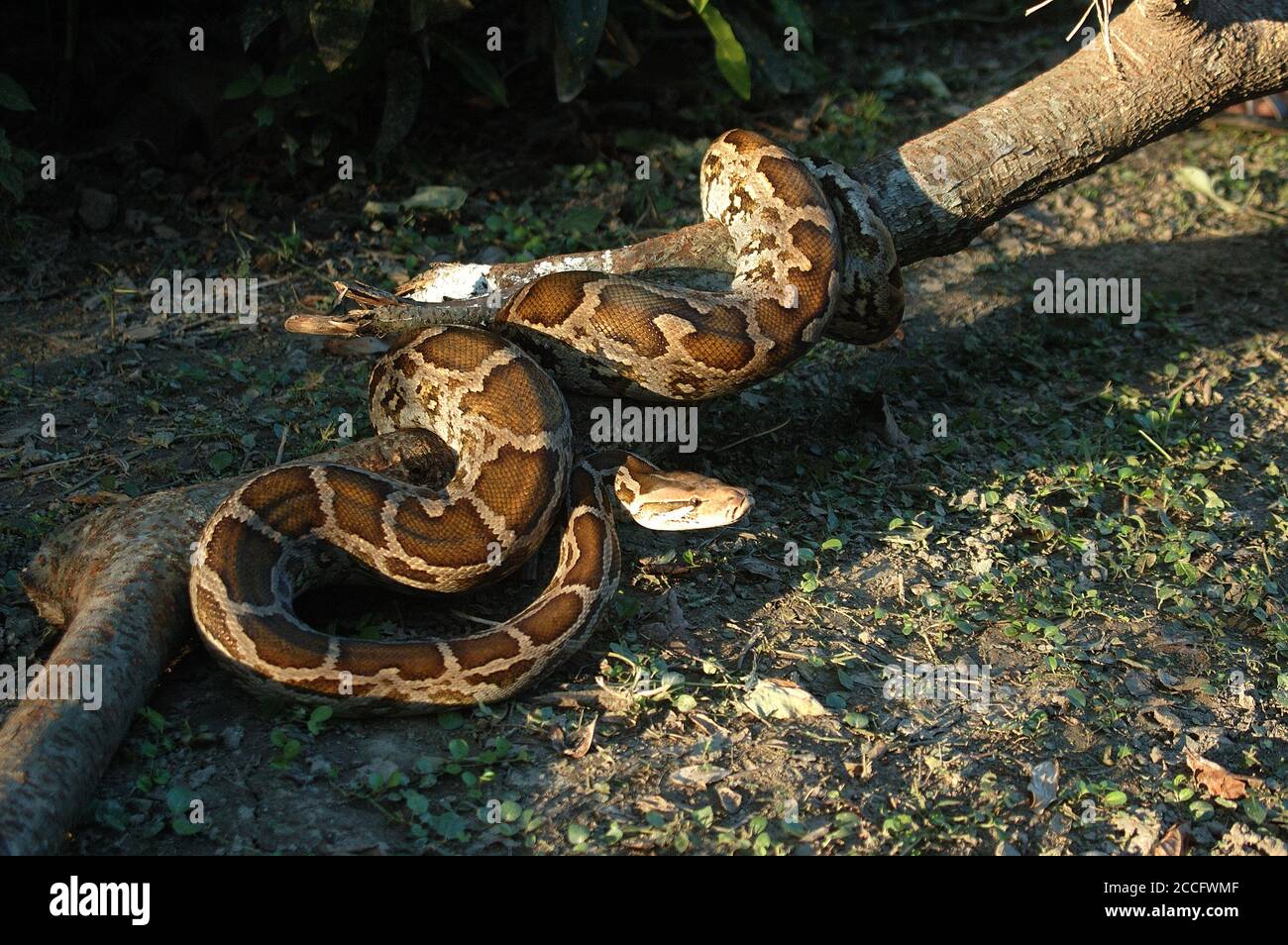 Rock Python basking in sun Stock Photo - Alamy