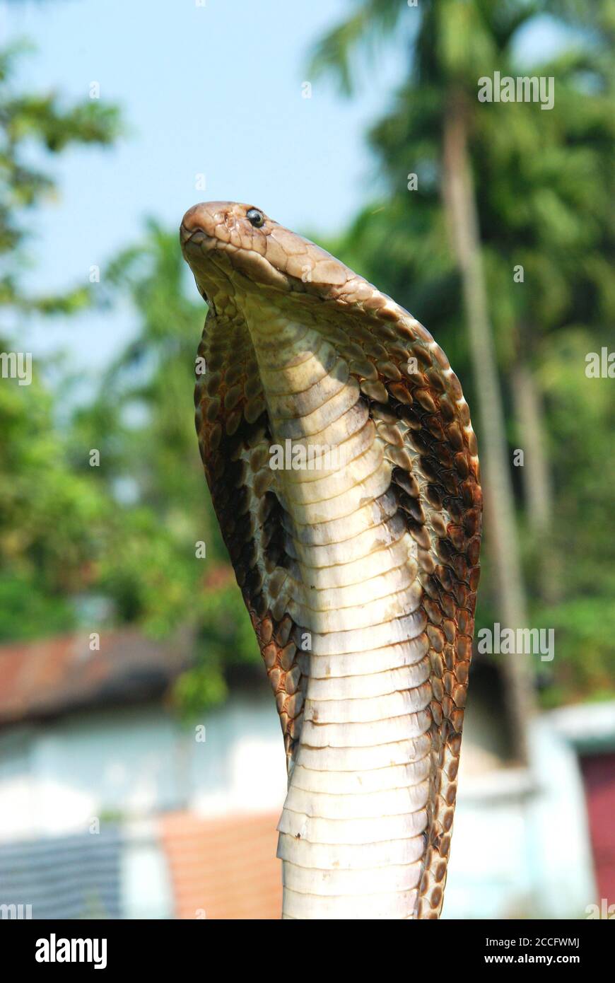 Spectacle snake hi-res stock photography and images - Alamy
