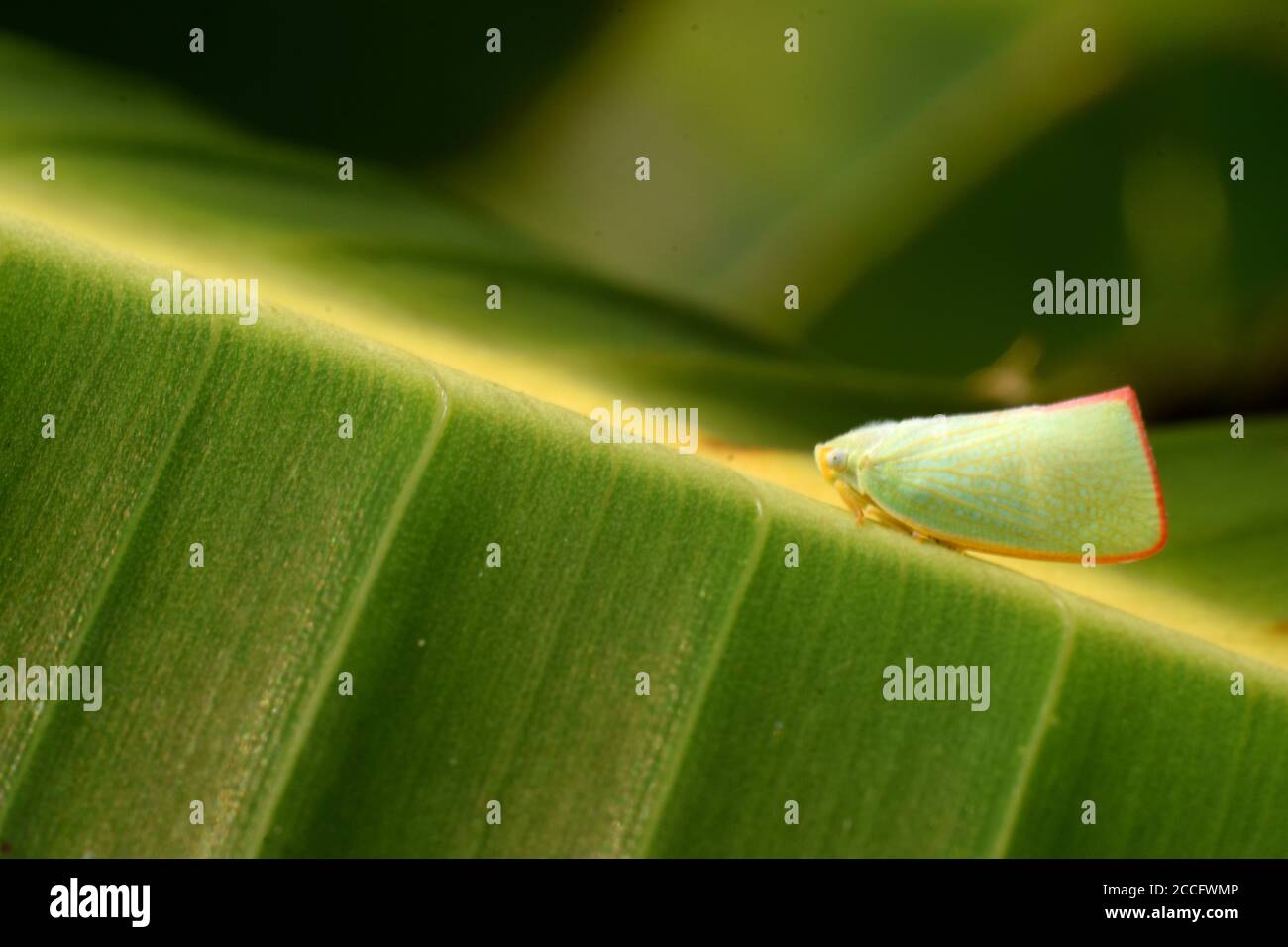 White planthopper in nature hi-res stock photography and images - Alamy