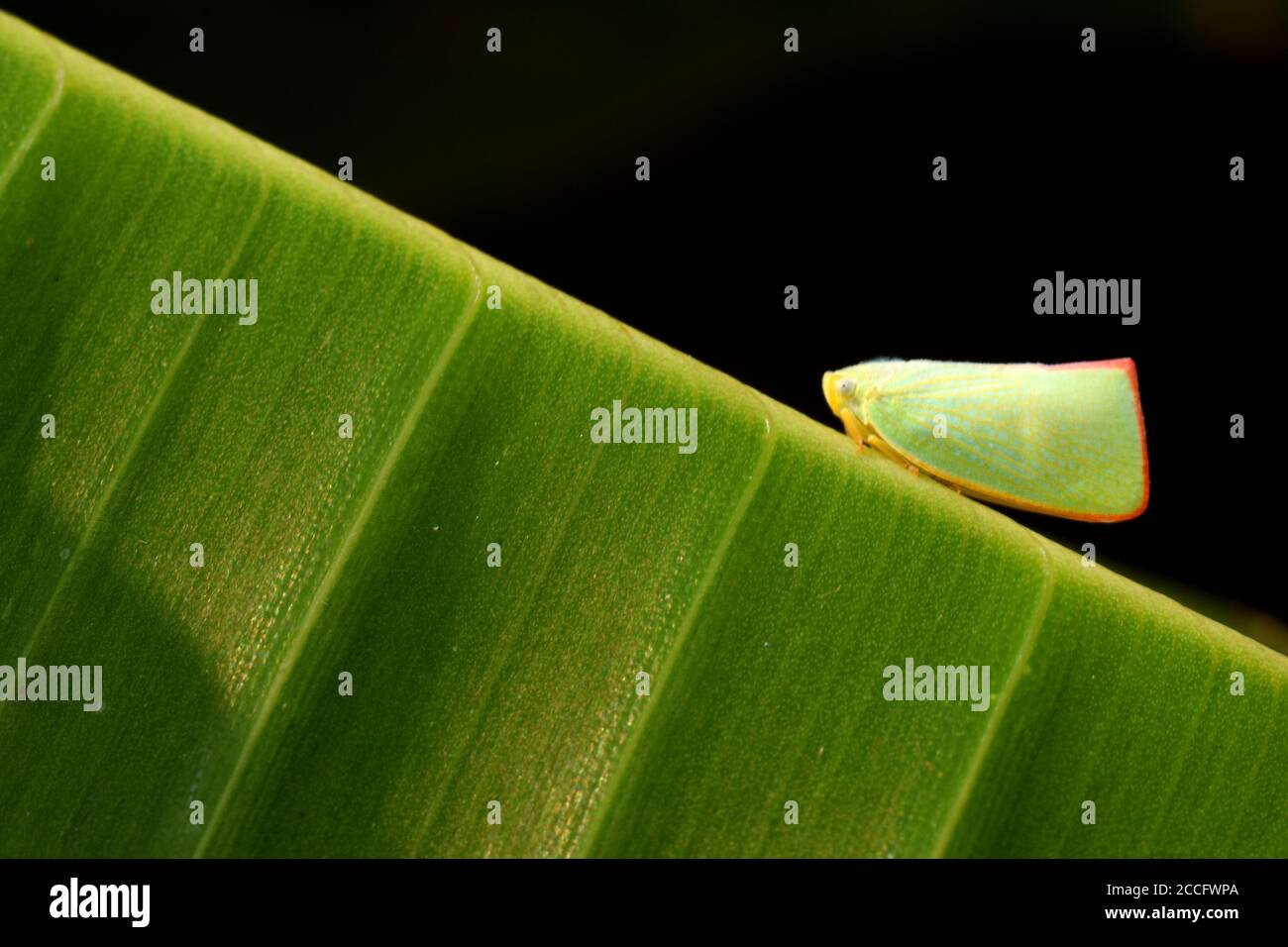 Close up view of flatidae hi-res stock photography and images - Alamy