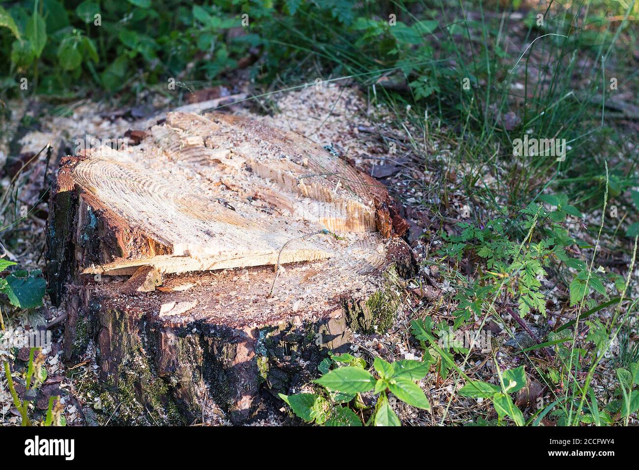 Large tree stump hi-res stock photography and images - Alamy