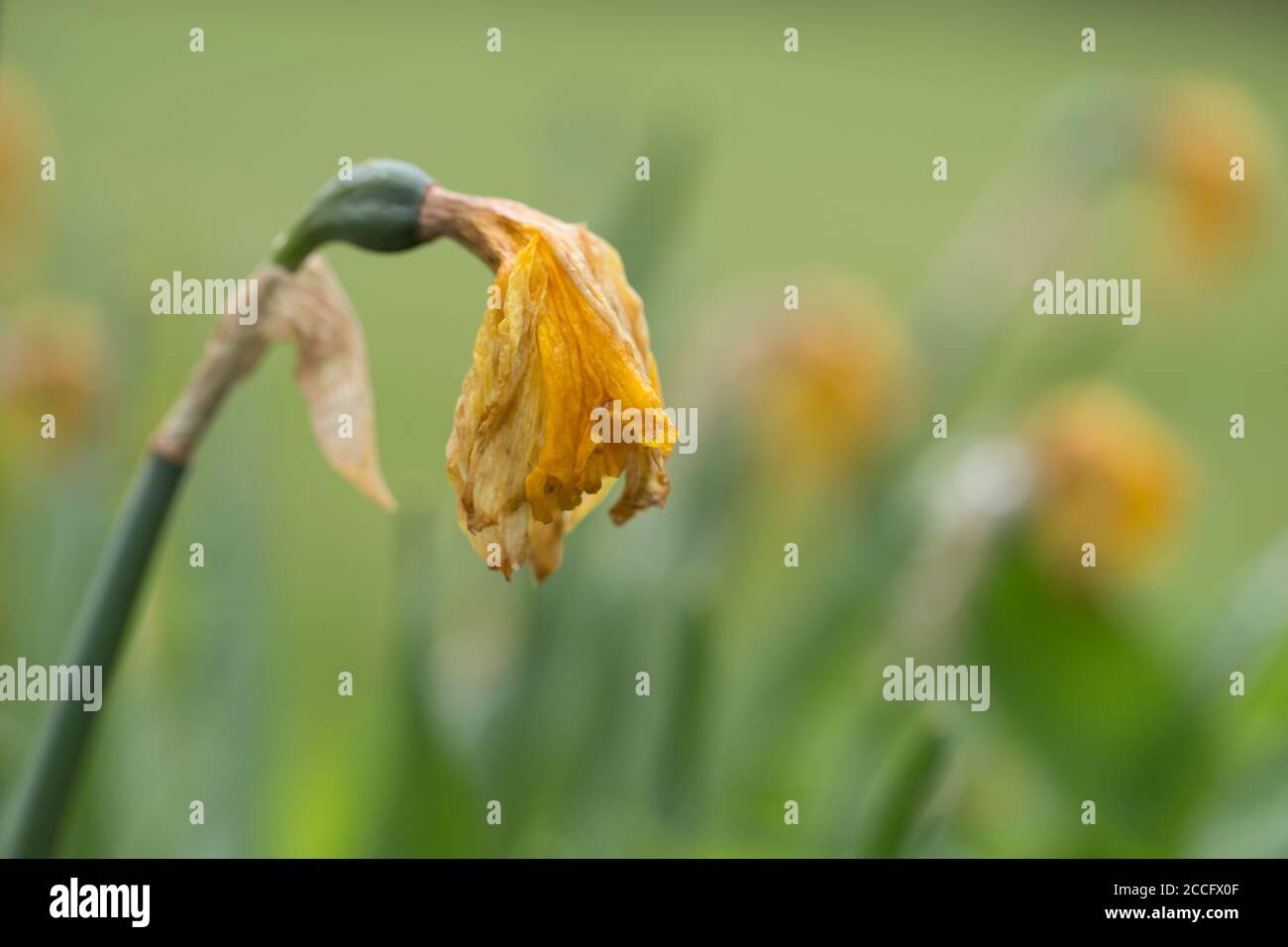 Withered daffodil, natural background Stock Photo - Alamy