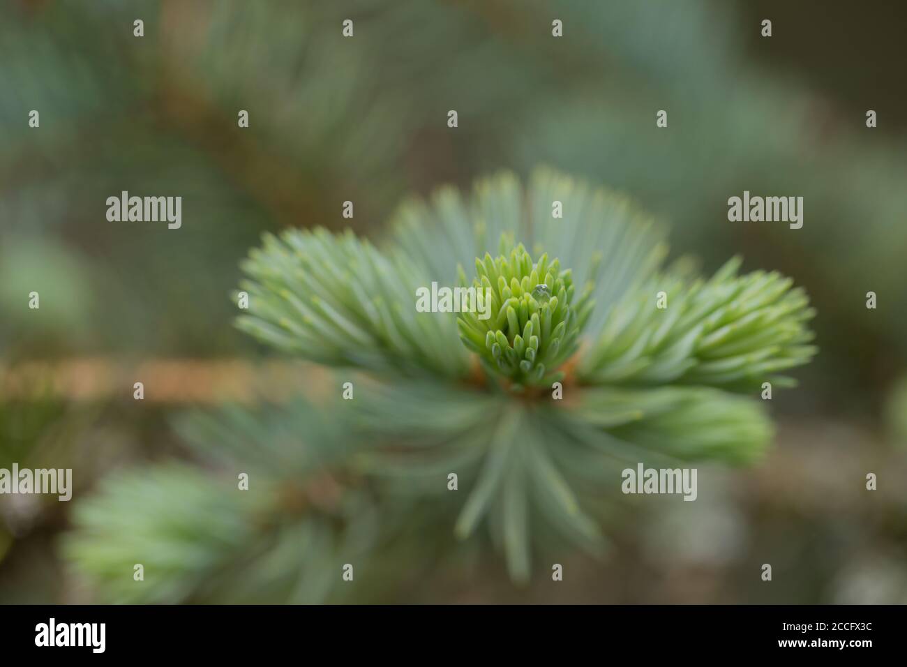 Spruce Sprout close-up, bokeh background Stock Photo - Alamy