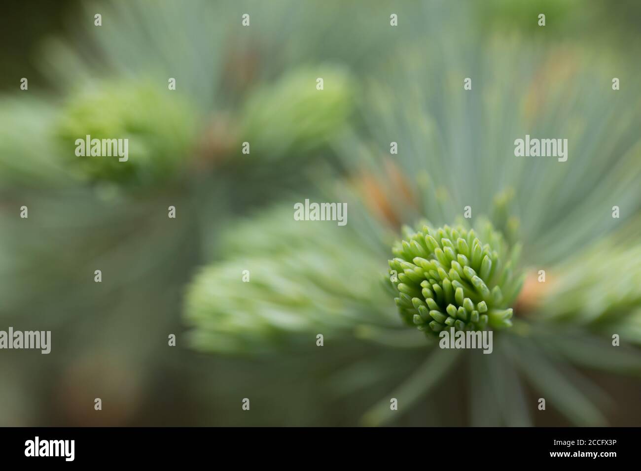 Spruce sprout hi-res stock photography and images - Alamy