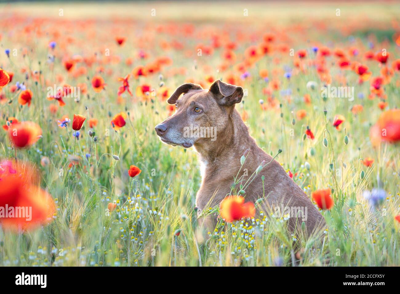Poppy dog hi-res stock photography and images - Alamy
