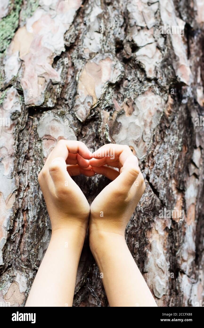 Female hands making an heart shape on a trunk of a tree Stock Photo - Alamy