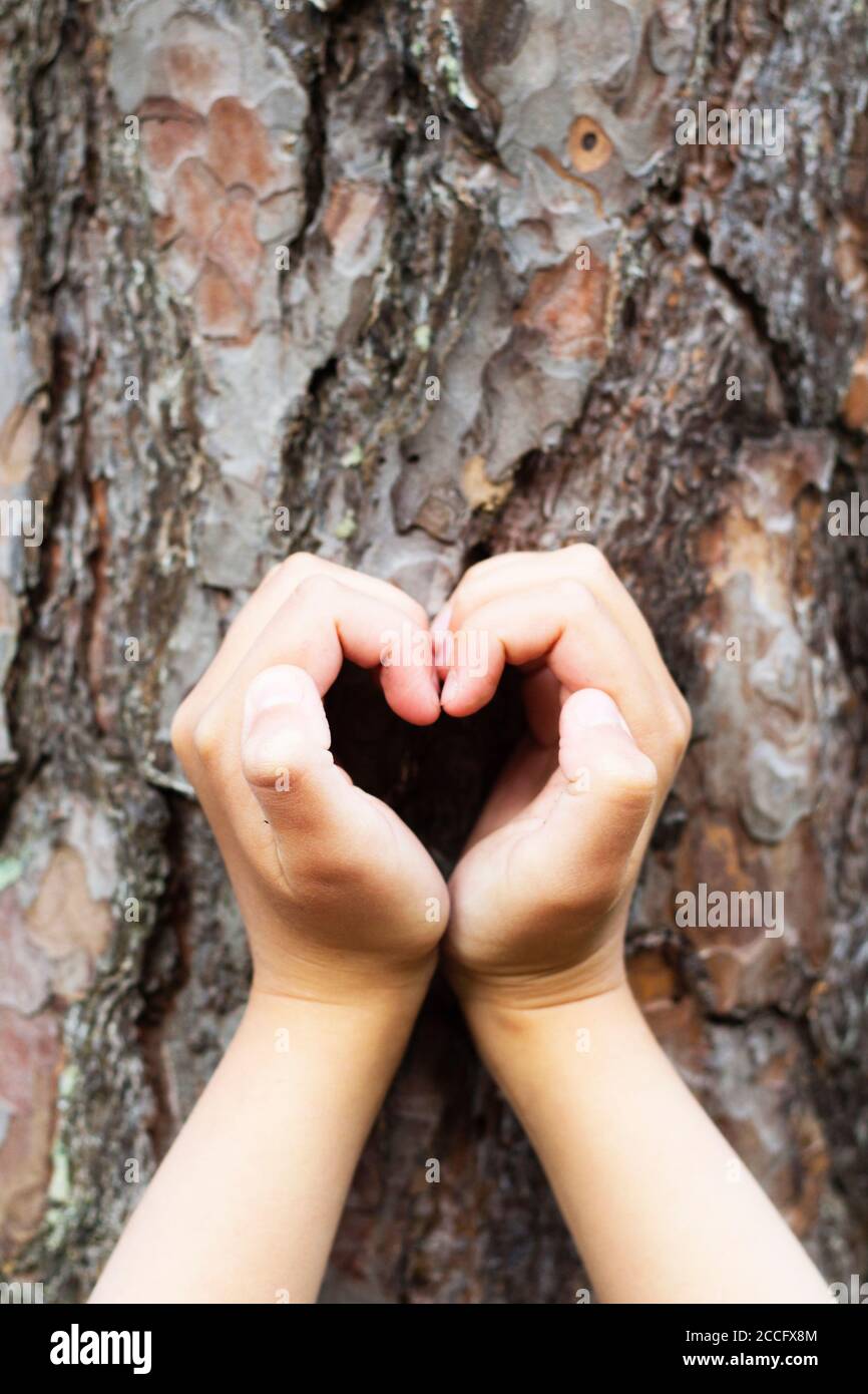 Female hands making an heart shape on a trunk of a tree Stock Photo - Alamy