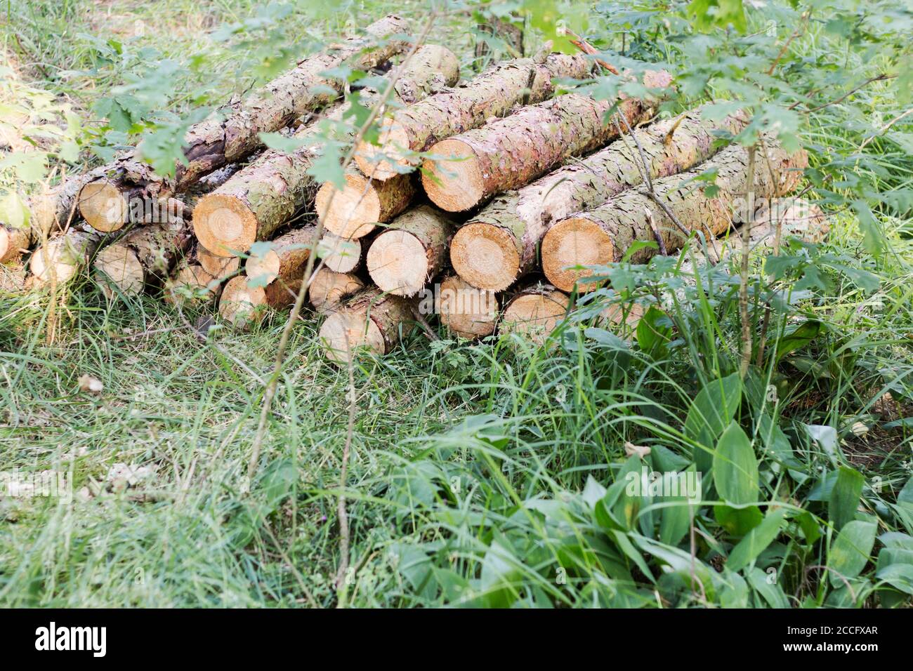Coniferwood hi-res stock photography and images - Alamy