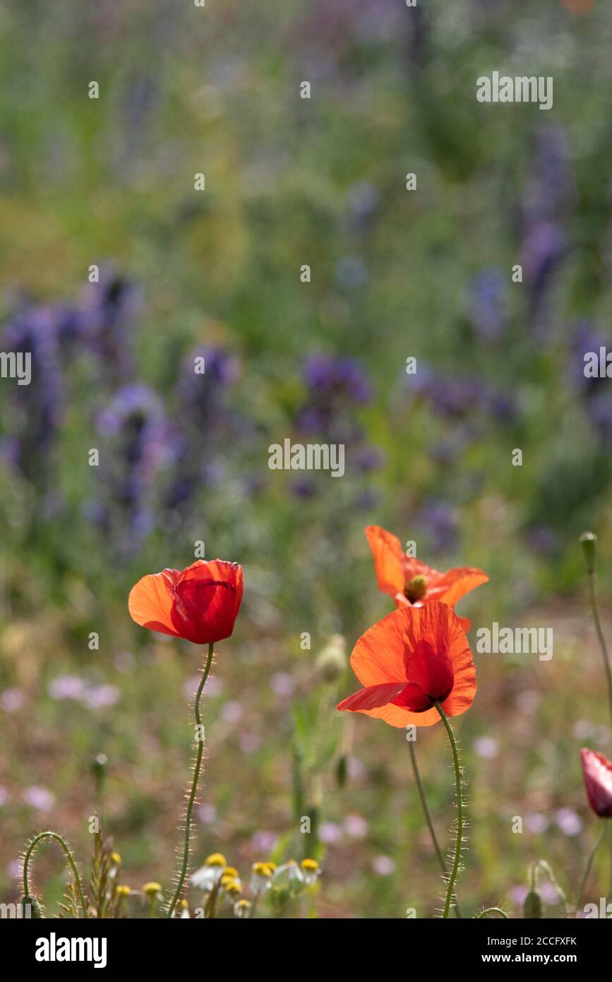 Corn poppy (Papaver rhoeas Stock Photo - Alamy