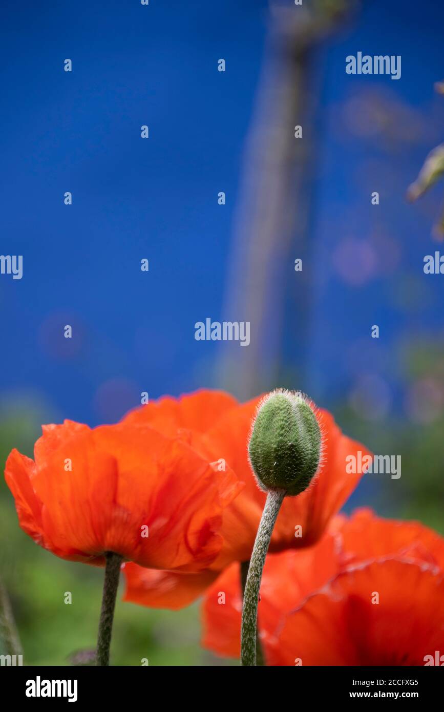 Papaver plant genus hi-res stock photography and images - Alamy