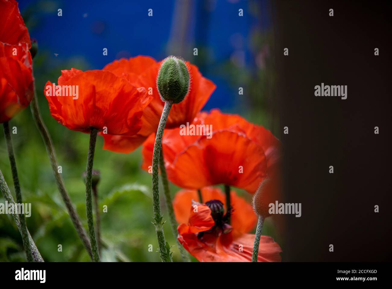 Papaver plant genus hi-res stock photography and images - Alamy