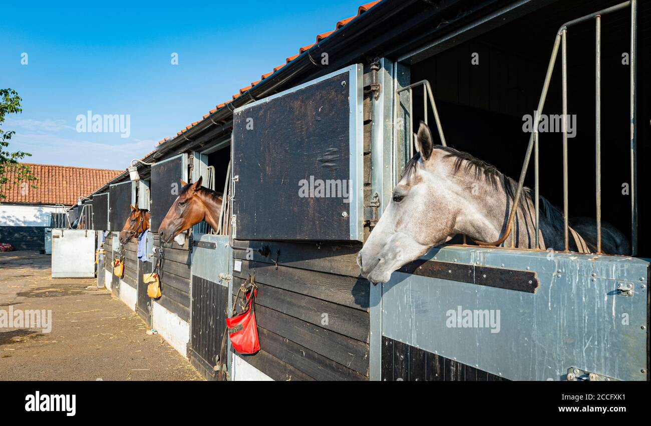 Thoroughbred Horse Exercise Jockey High Resolution Stock Photography ...