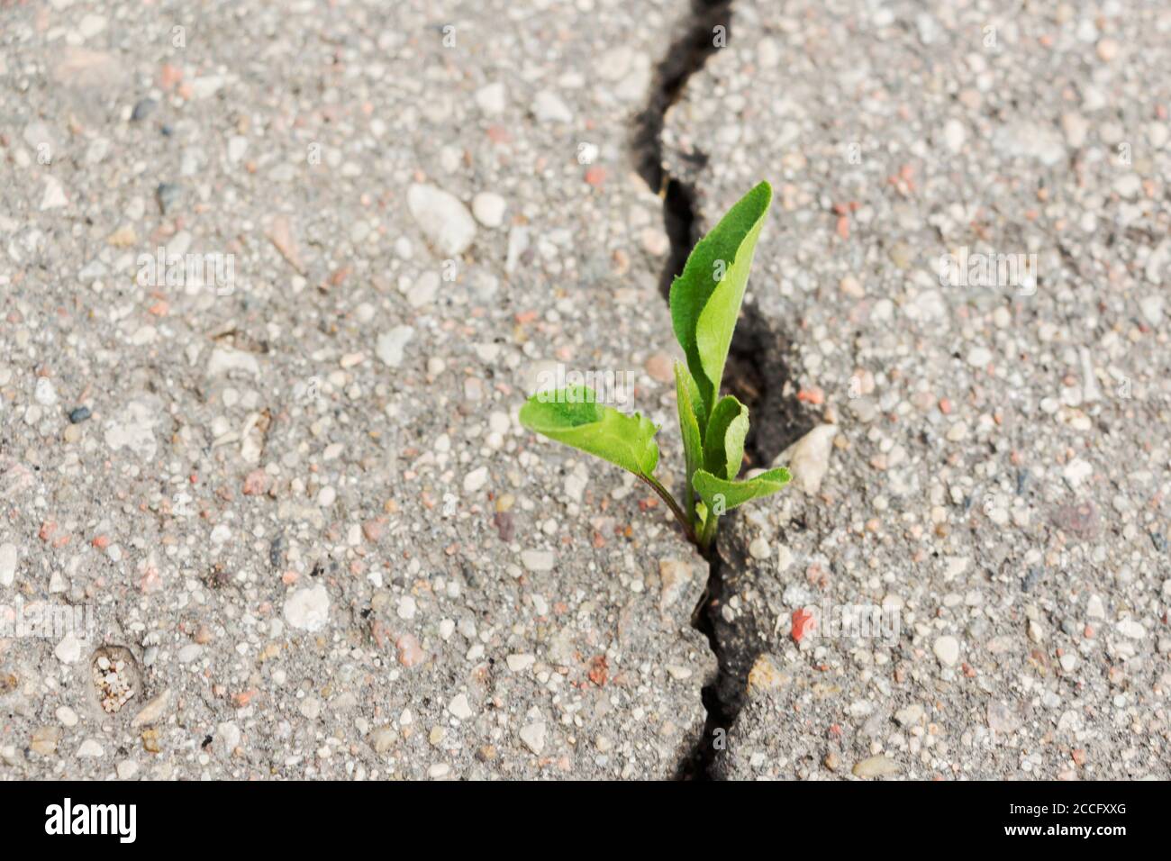 green plant growing from crack in asphalt Stock Photo - Alamy