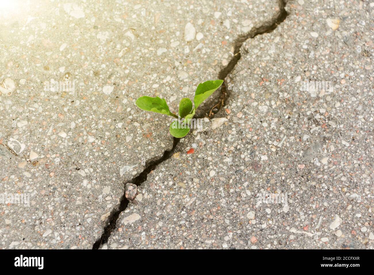 Tree growing through crack in hi-res stock photography and images - Alamy