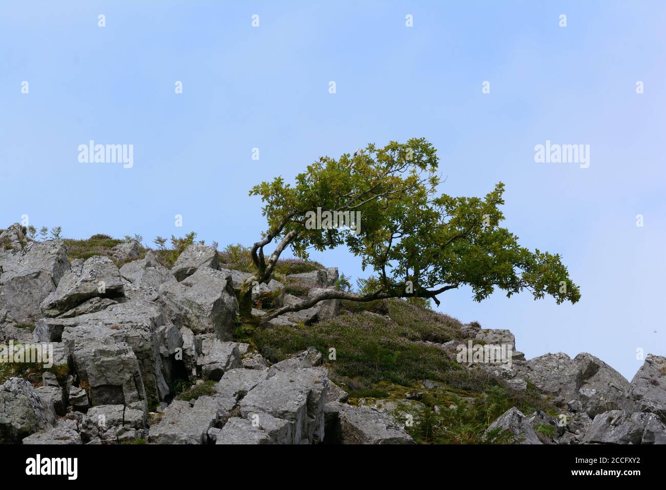 Wind blown tree hi-res stock photography and images - Alamy