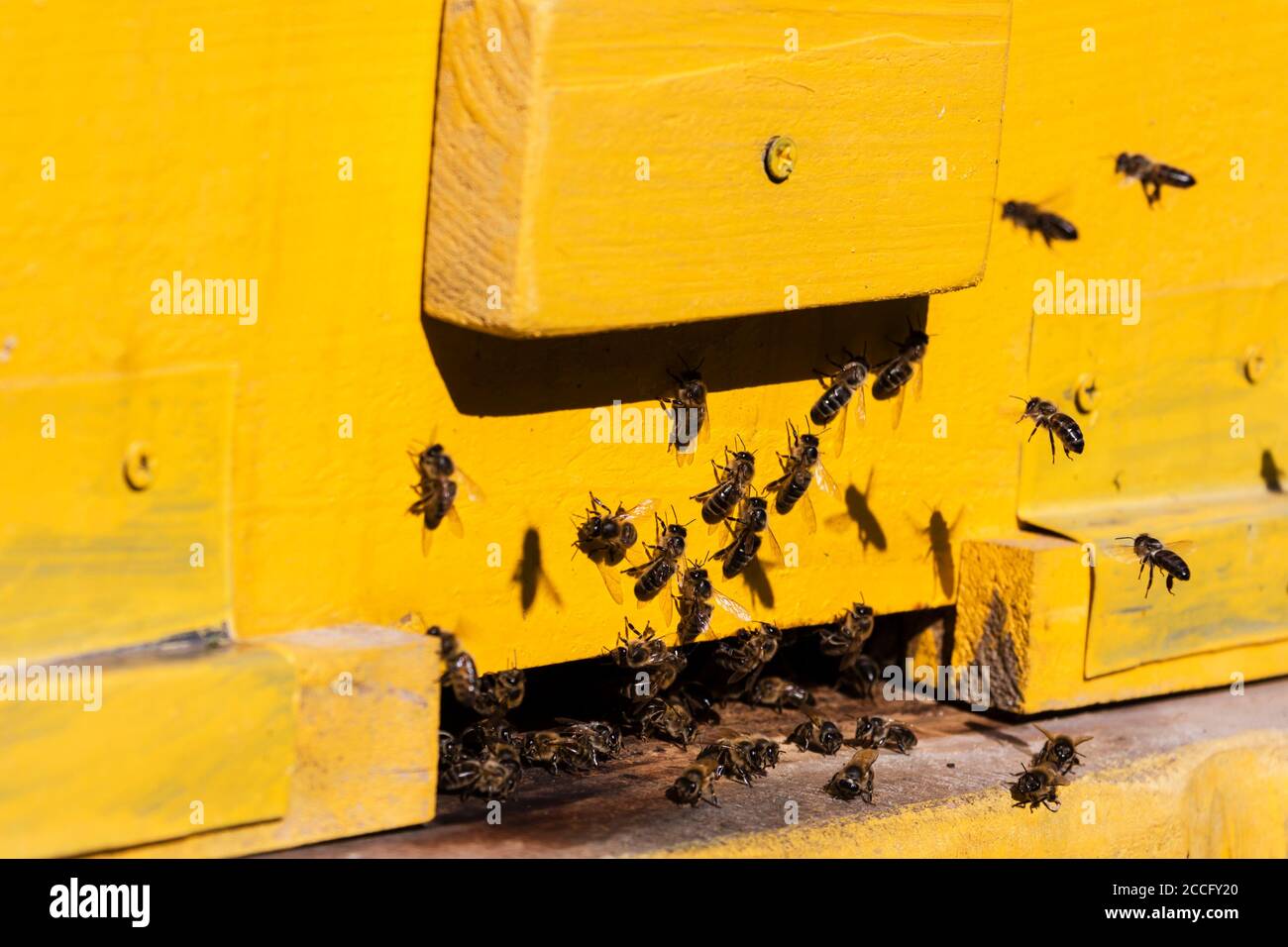 Food hive hi-res stock photography and images - Alamy