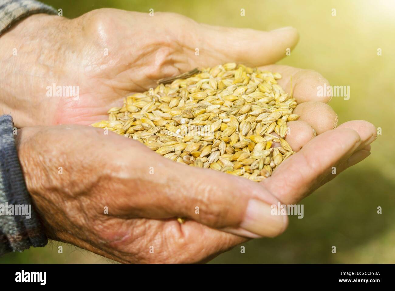 the old hands of a farmer holding a handful of grain. Healthy diet ...