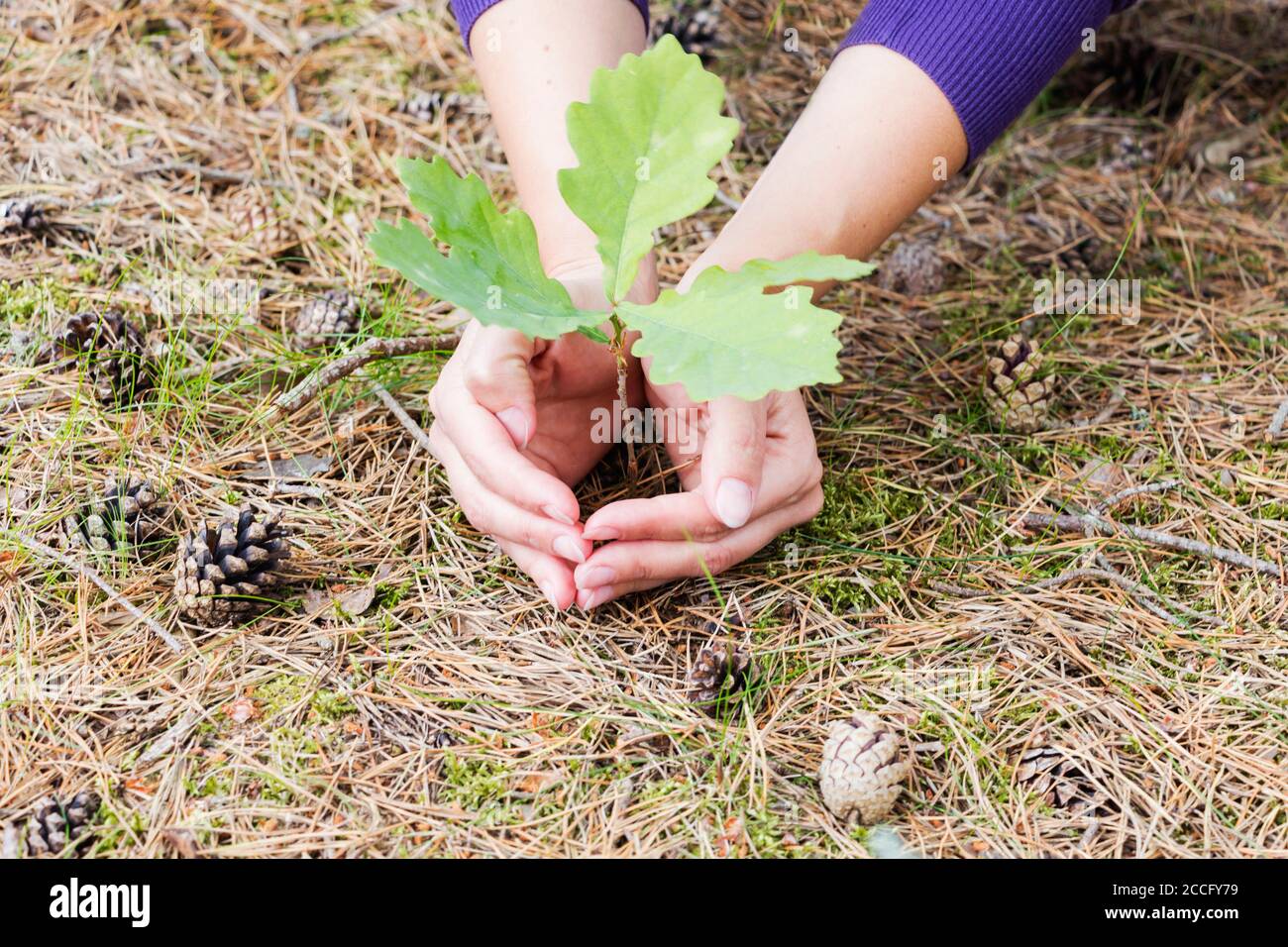 Oak sapling in hands. The leaves of rays of sunlight Stock Photo - Alamy